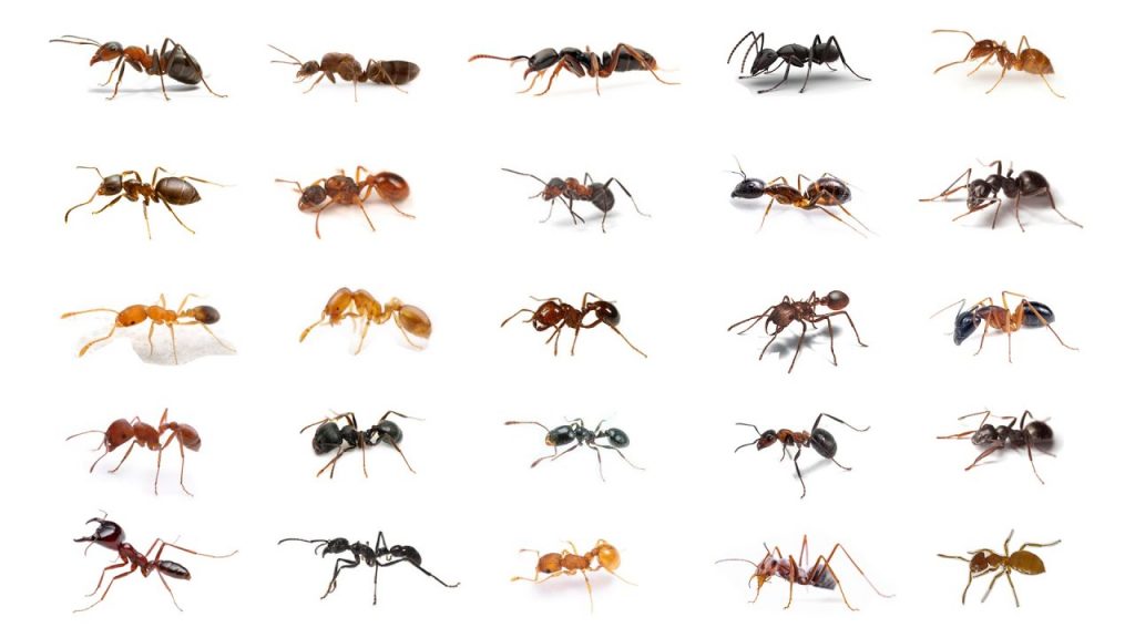 How To Get Rid Of Ants In Garden Patio Allans Gardeners Blog How To Get Rid Of Ants In Garden Patio Allans Gardeners Blog